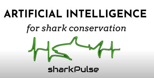 Get Involved SharkPulse Citizen Science | Nautilus Live